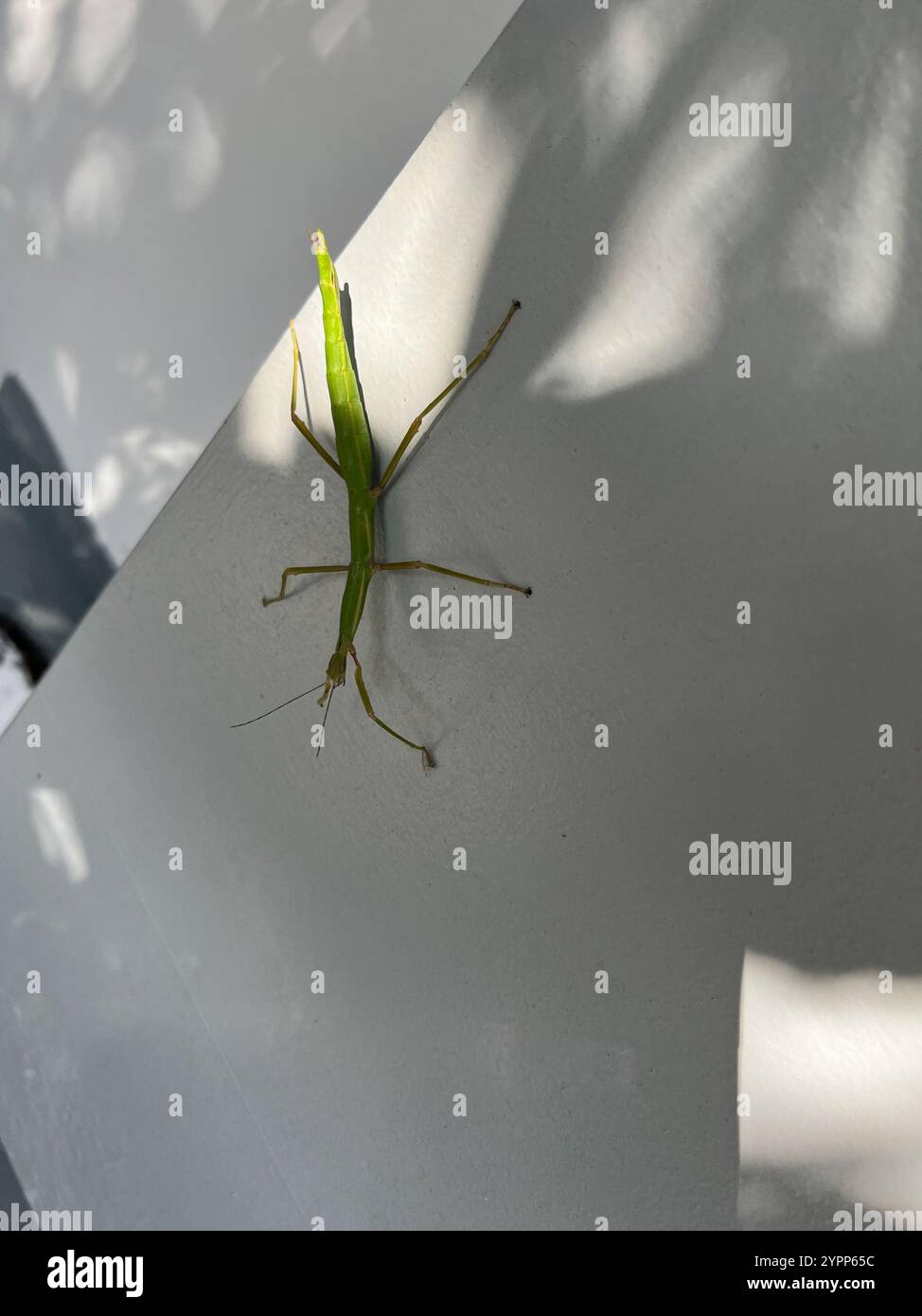 Acanthoxyla inermis hi-res stock photography and images - Alamy