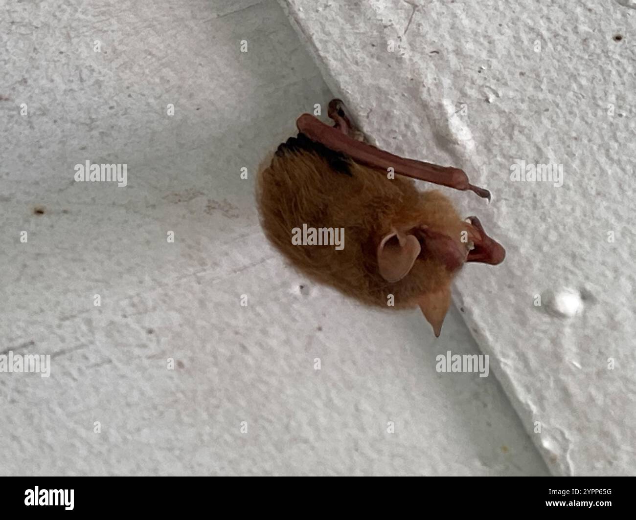 Tricolored Bat (Perimyotis subflavus Stock Photo - Alamy