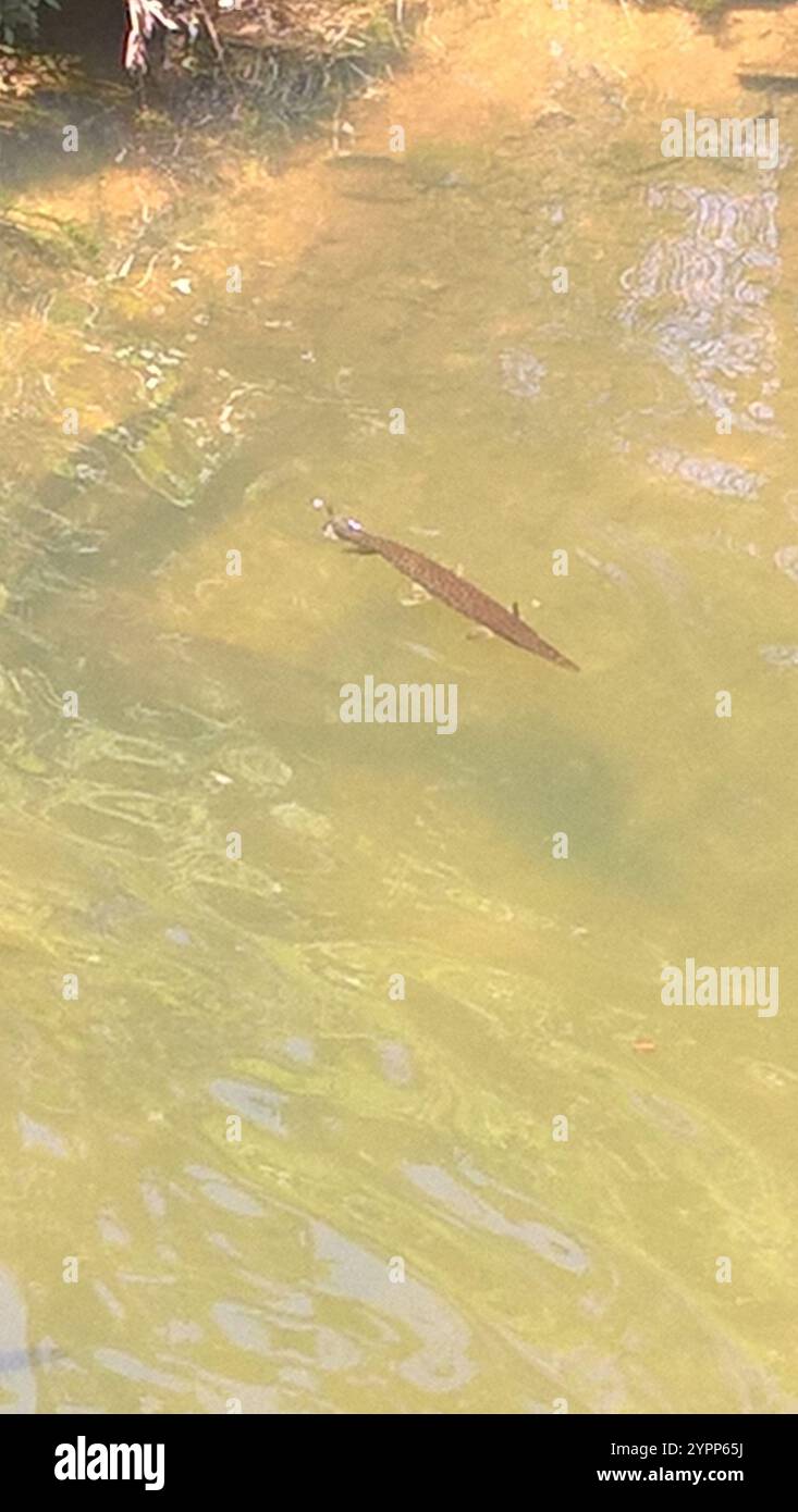 Florida Gar (Lepisosteus platyrhincus Stock Photo - Alamy
