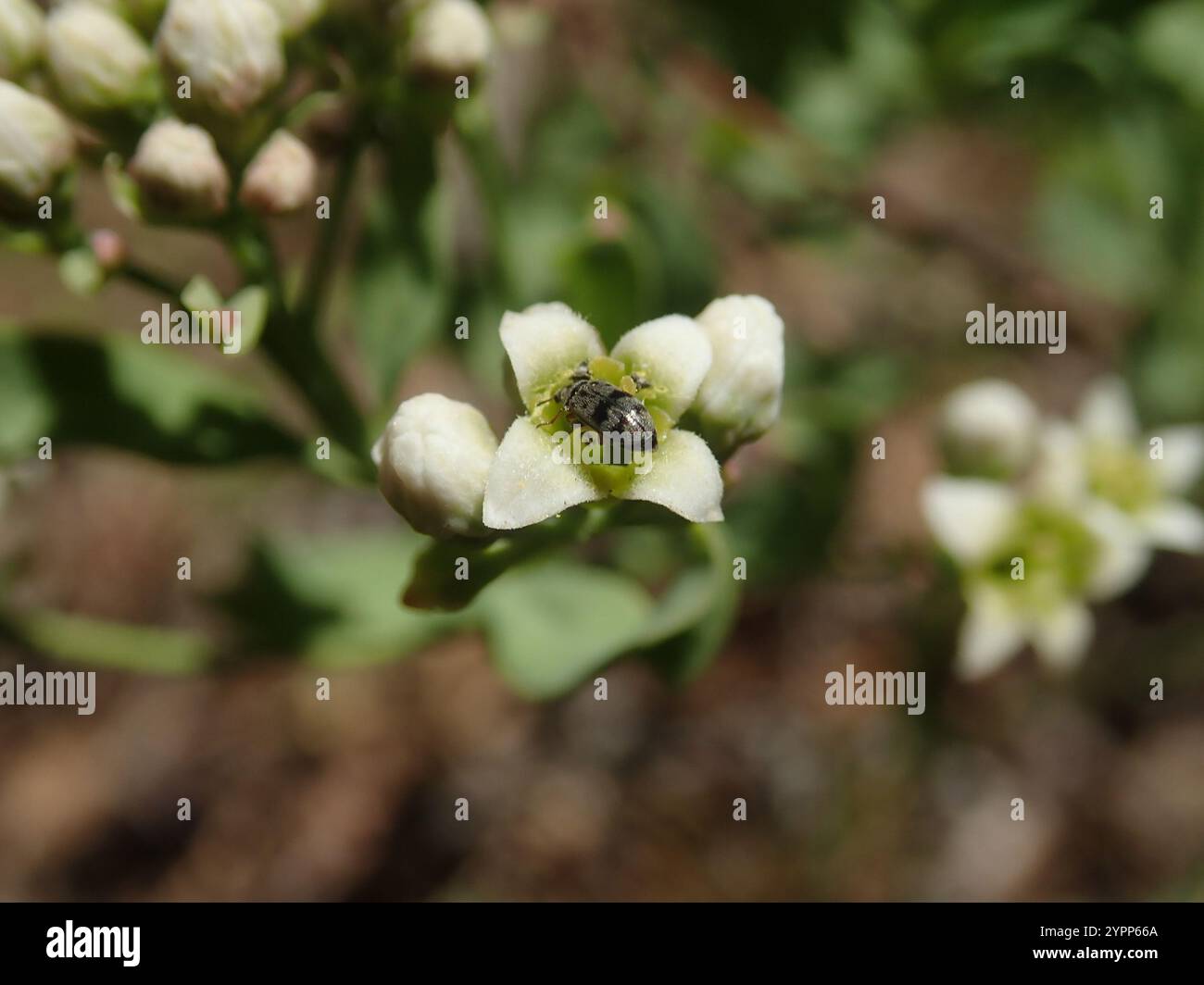Comandra umbellata hi-res stock photography and images - Alamy