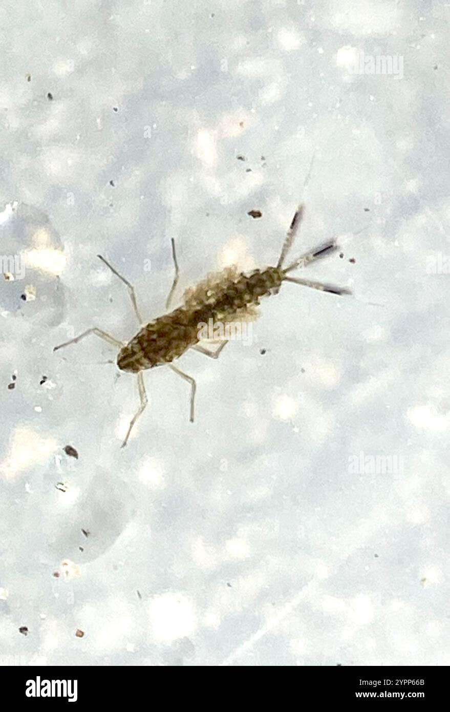 Small Mayflies (Baetidae Stock Photo - Alamy