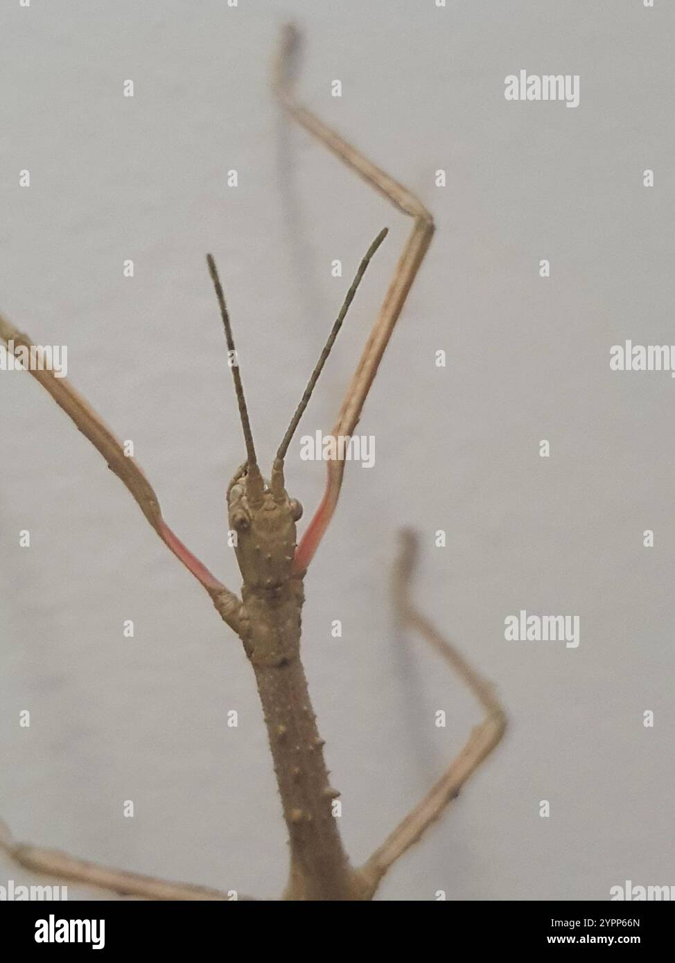 Stick Insects (Phasmida Stock Photo - Alamy