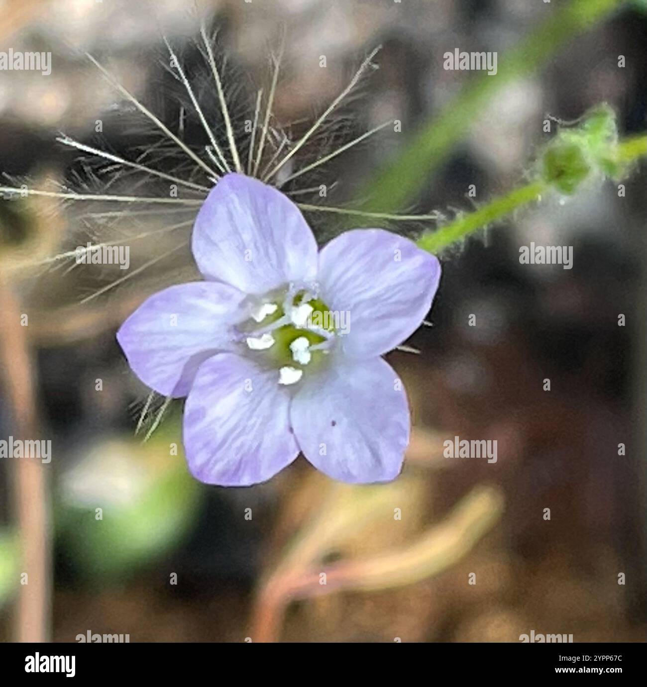 many stemmed California gilia (Gilia achilleifolia multicaulis Stock ...