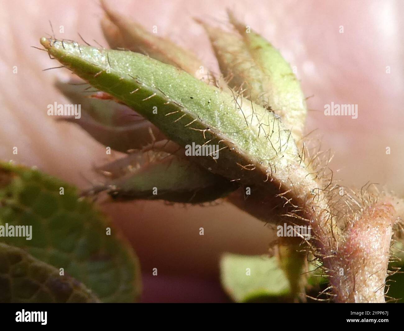 trailing arbutus (Epigaea repens Stock Photo - Alamy