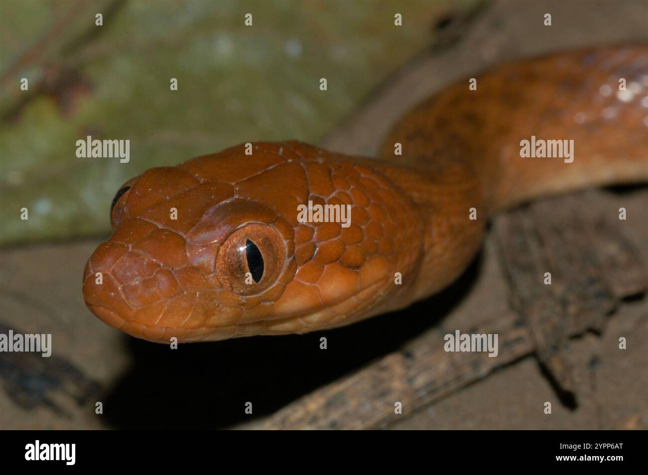 Common Madagascar Cat Snake (Madagascarophis colubrinus Stock Photo - Alamy