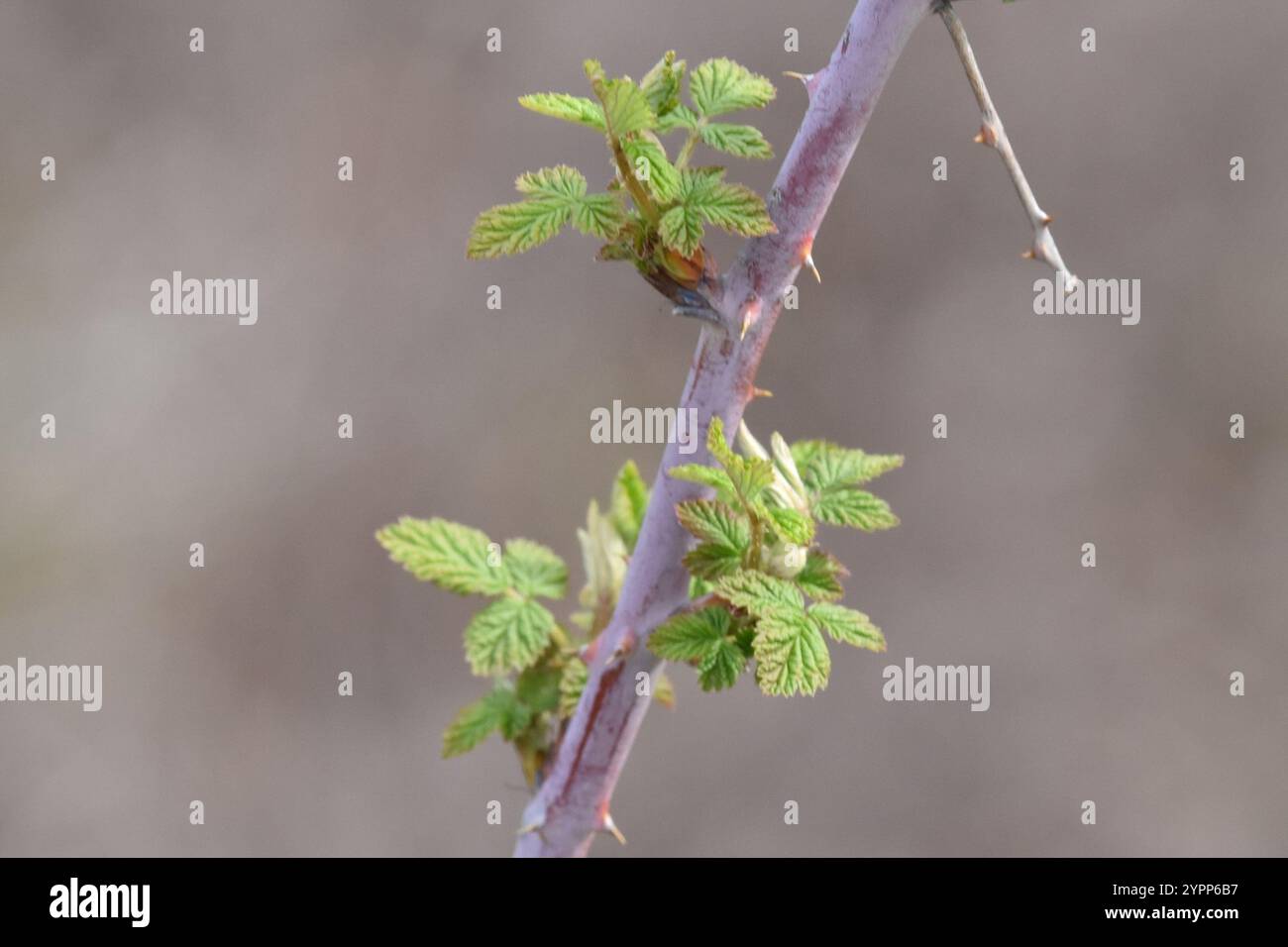 whitebark raspberry (Rubus leucodermis Stock Photo - Alamy