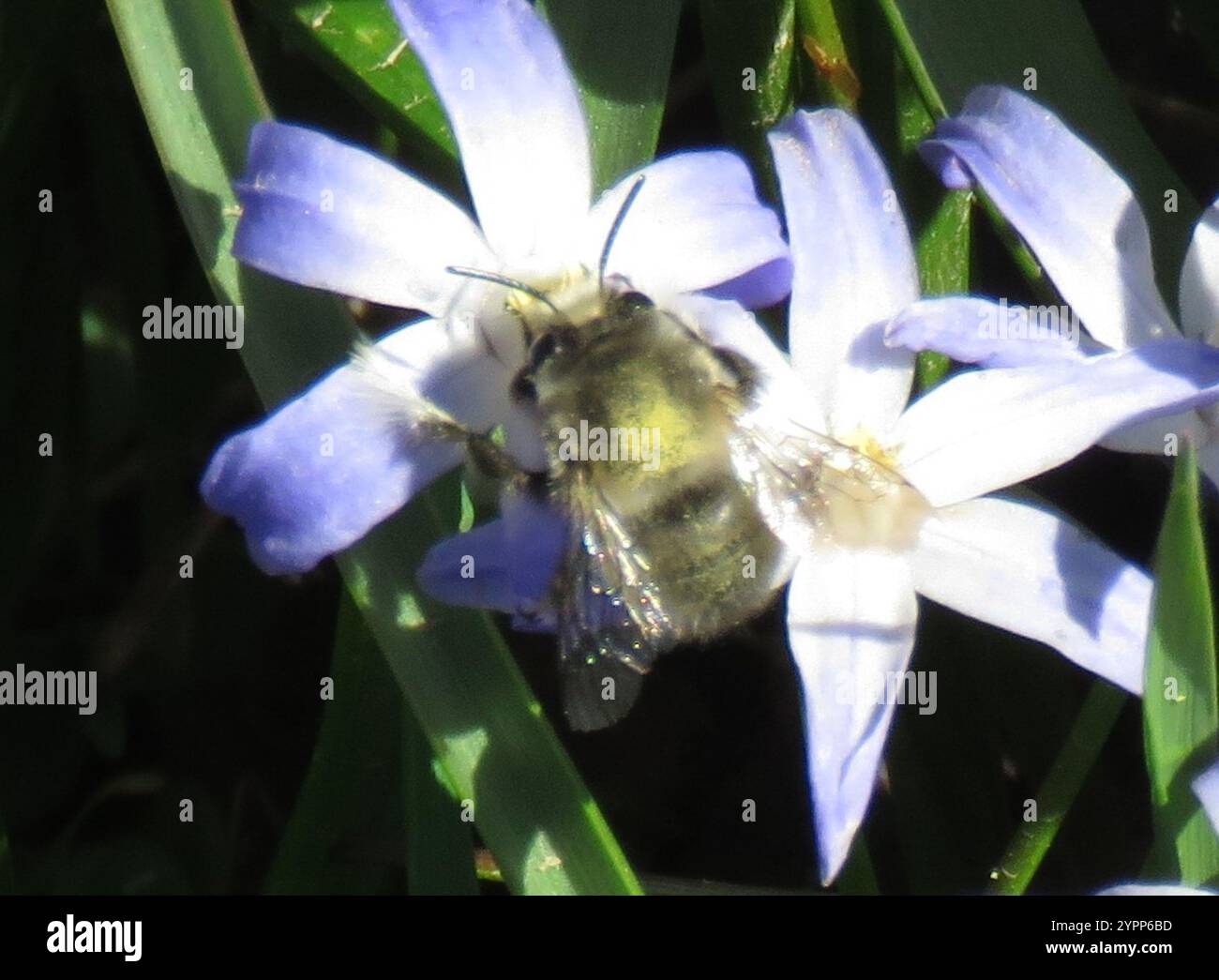 Common digger bees hi-res stock photography and images - Alamy