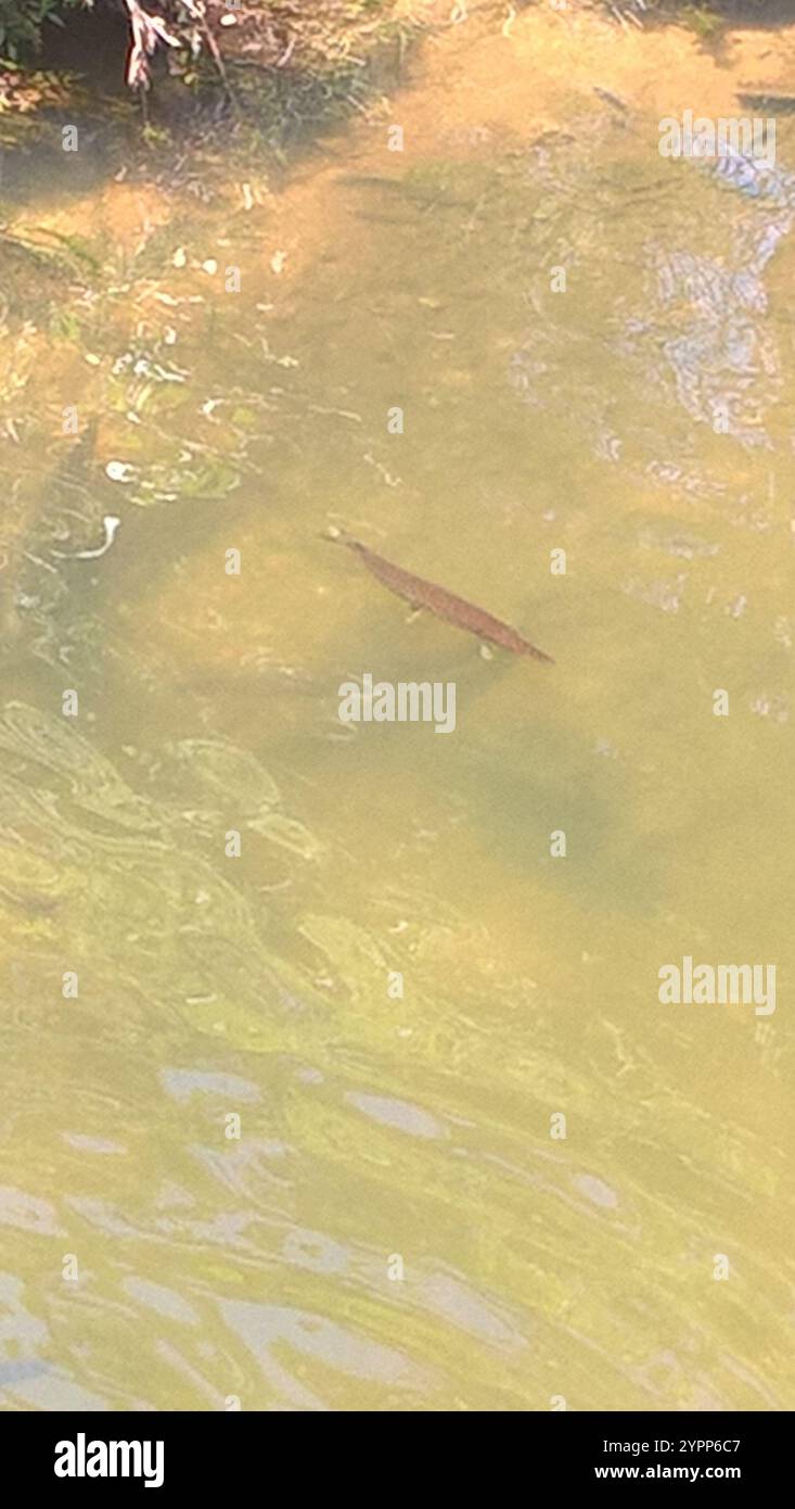 Florida Gar (Lepisosteus platyrhincus Stock Photo - Alamy