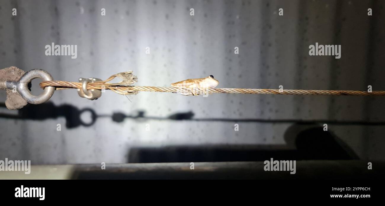 Western Laughing Tree Frog (Litoria ridibunda Stock Photo - Alamy