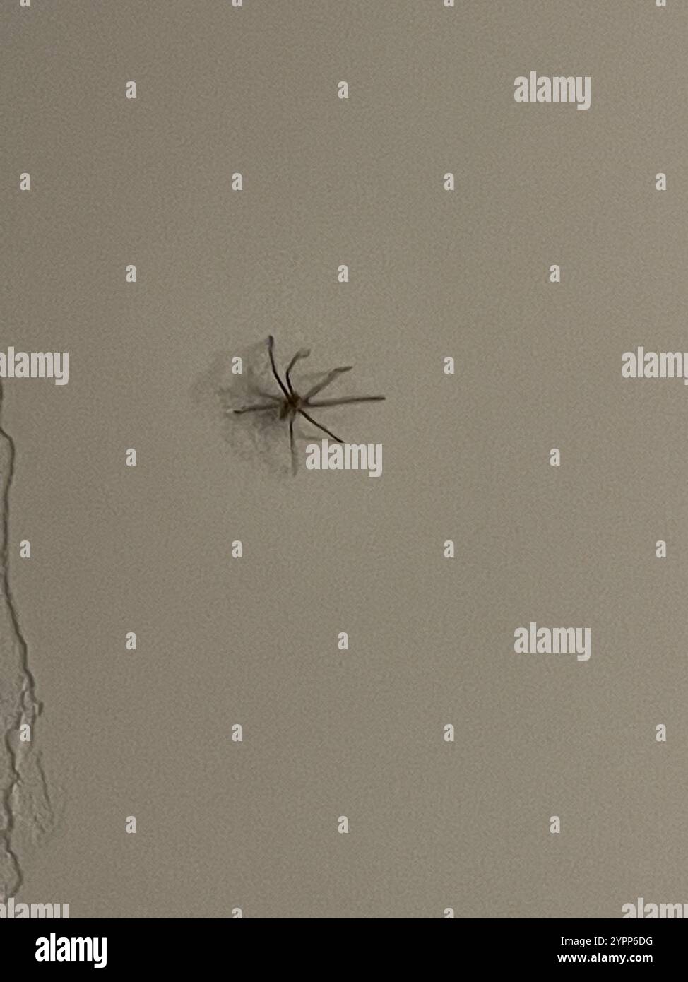 Pantropical Huntsman Spider (Heteropoda venatoria Stock Photo - Alamy