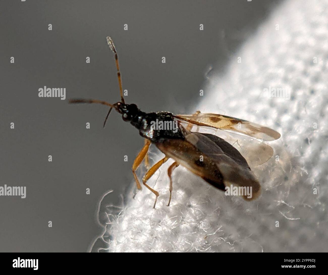 Common Flowerbug (Anthocoris nemorum Stock Photo - Alamy