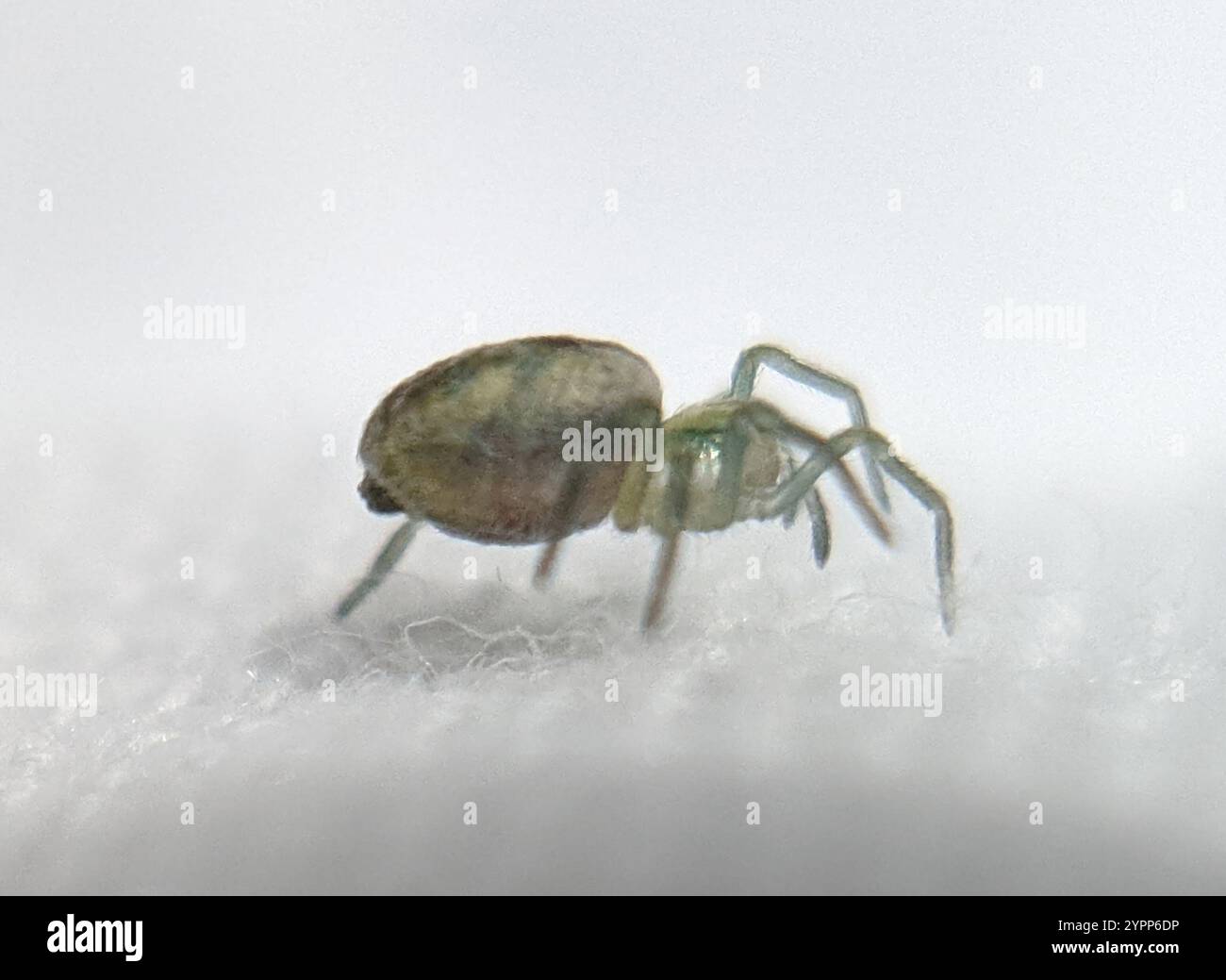 Bleeding heart spider hi-res stock photography and images - Alamy