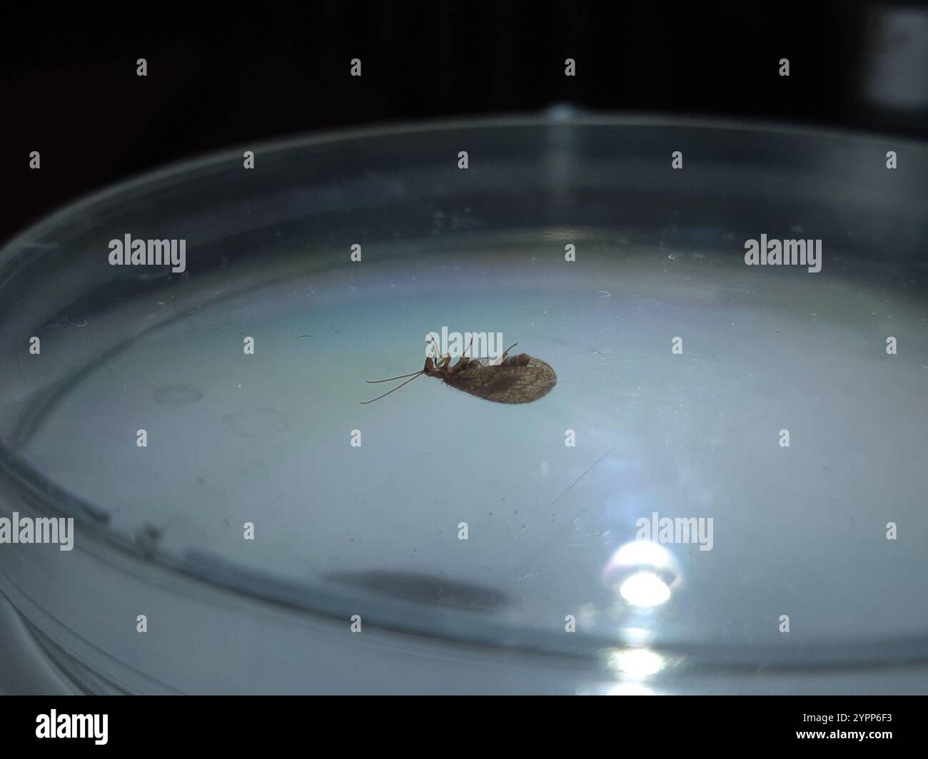 Angular Brunette Lacewing (Micromus angulatus Stock Photo - Alamy