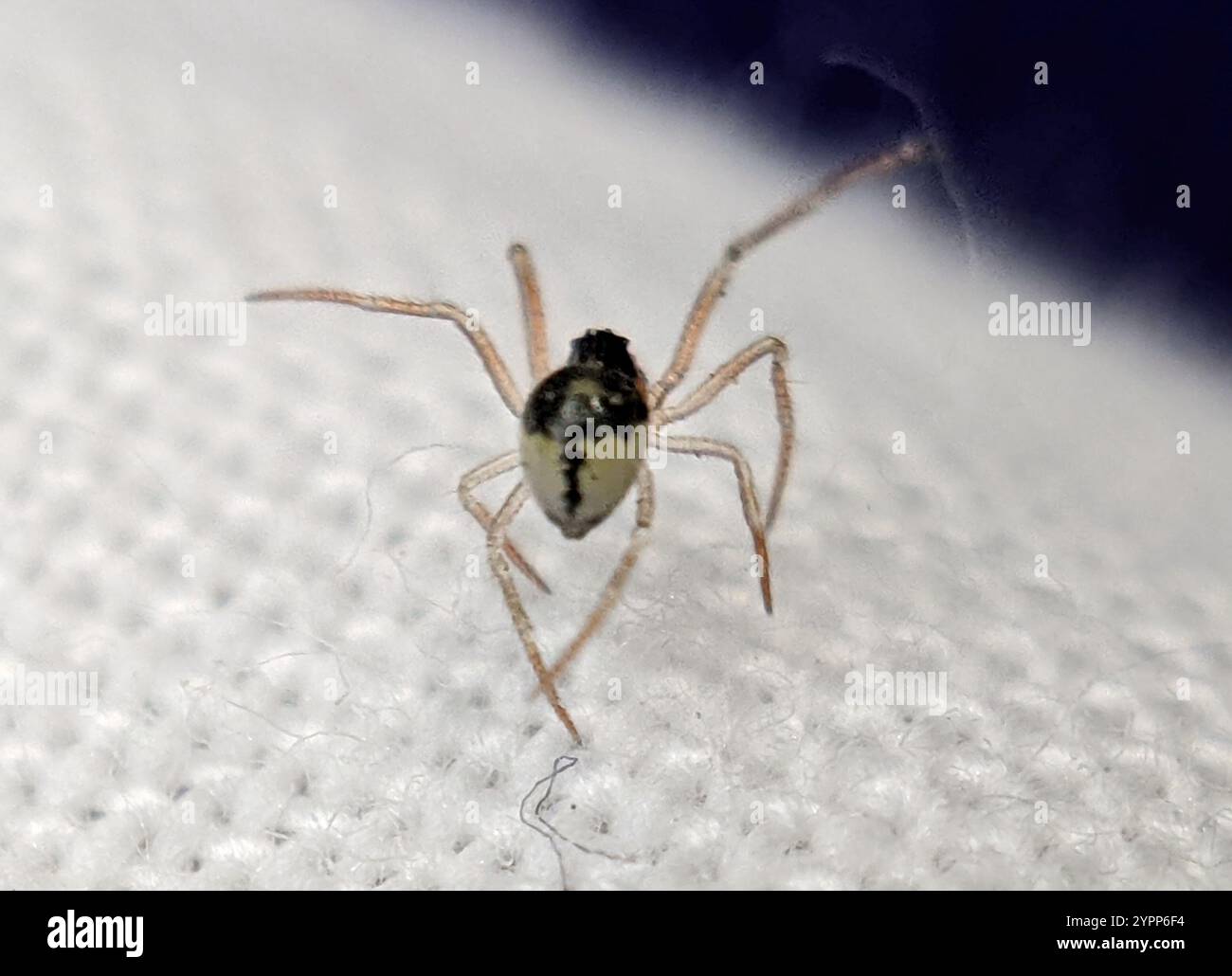 Comb-footed Spiders (Theridiidae Stock Photo - Alamy