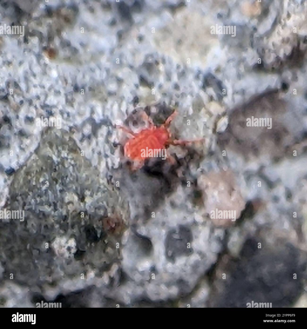Snout Mites (Bdellidae Stock Photo - Alamy
