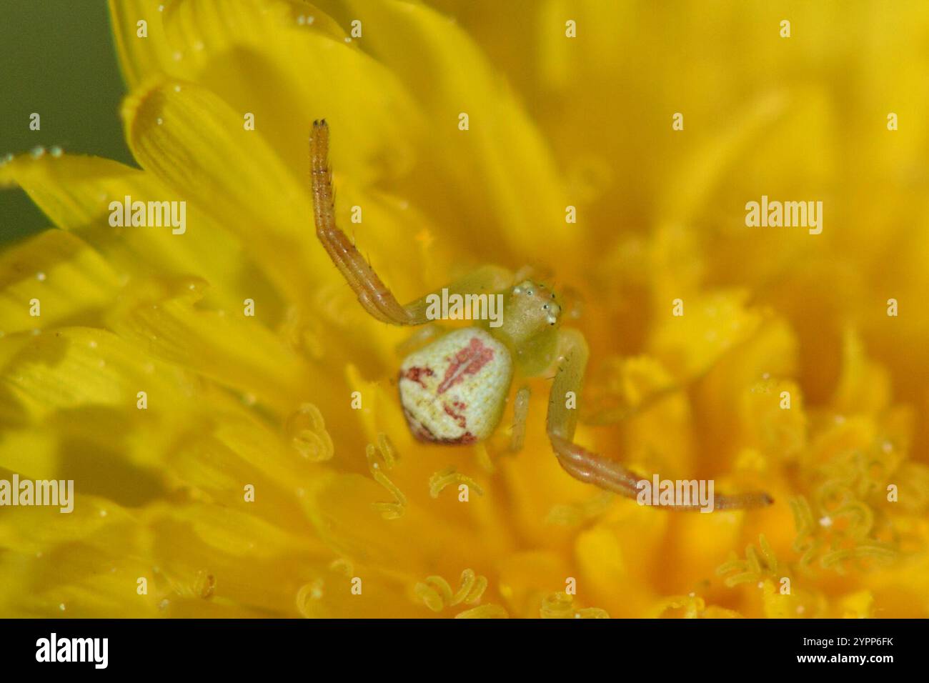 Triangle Crab Spider (Ebrechtella tricuspidata Stock Photo - Alamy