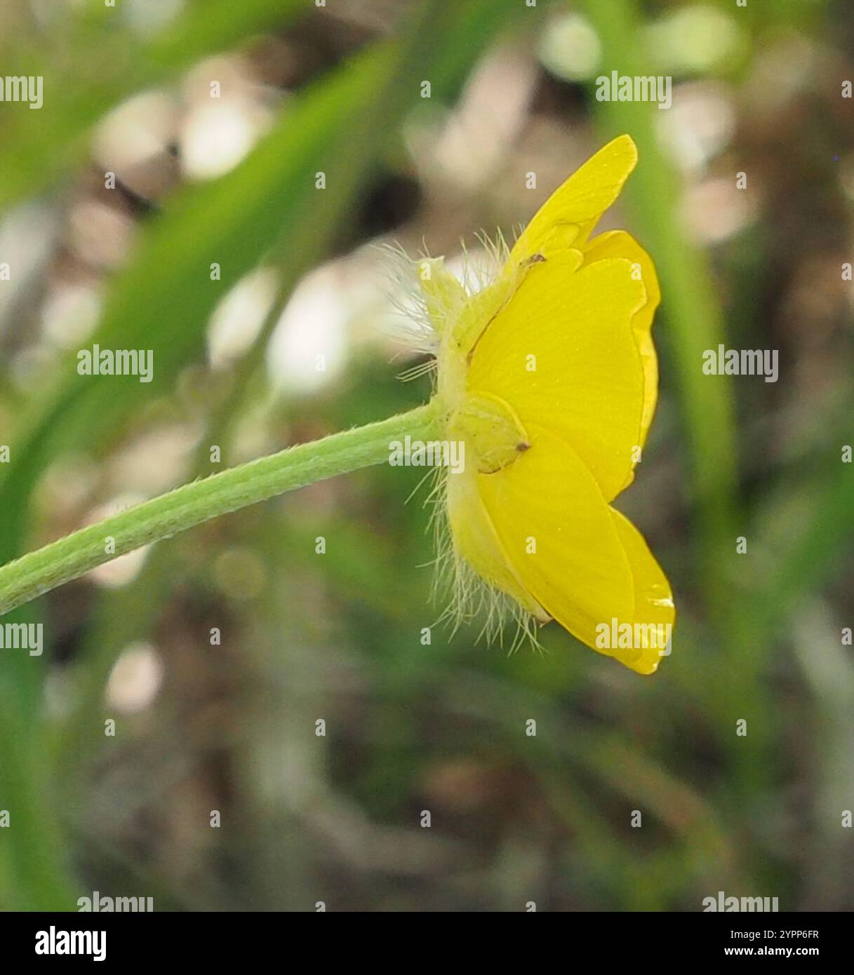 Ranunculus hispidus hi-res stock photography and images - Alamy