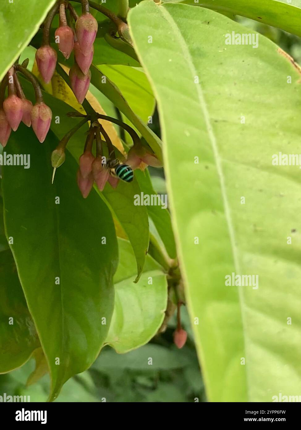 Nomia hi-res stock photography and images - Alamy