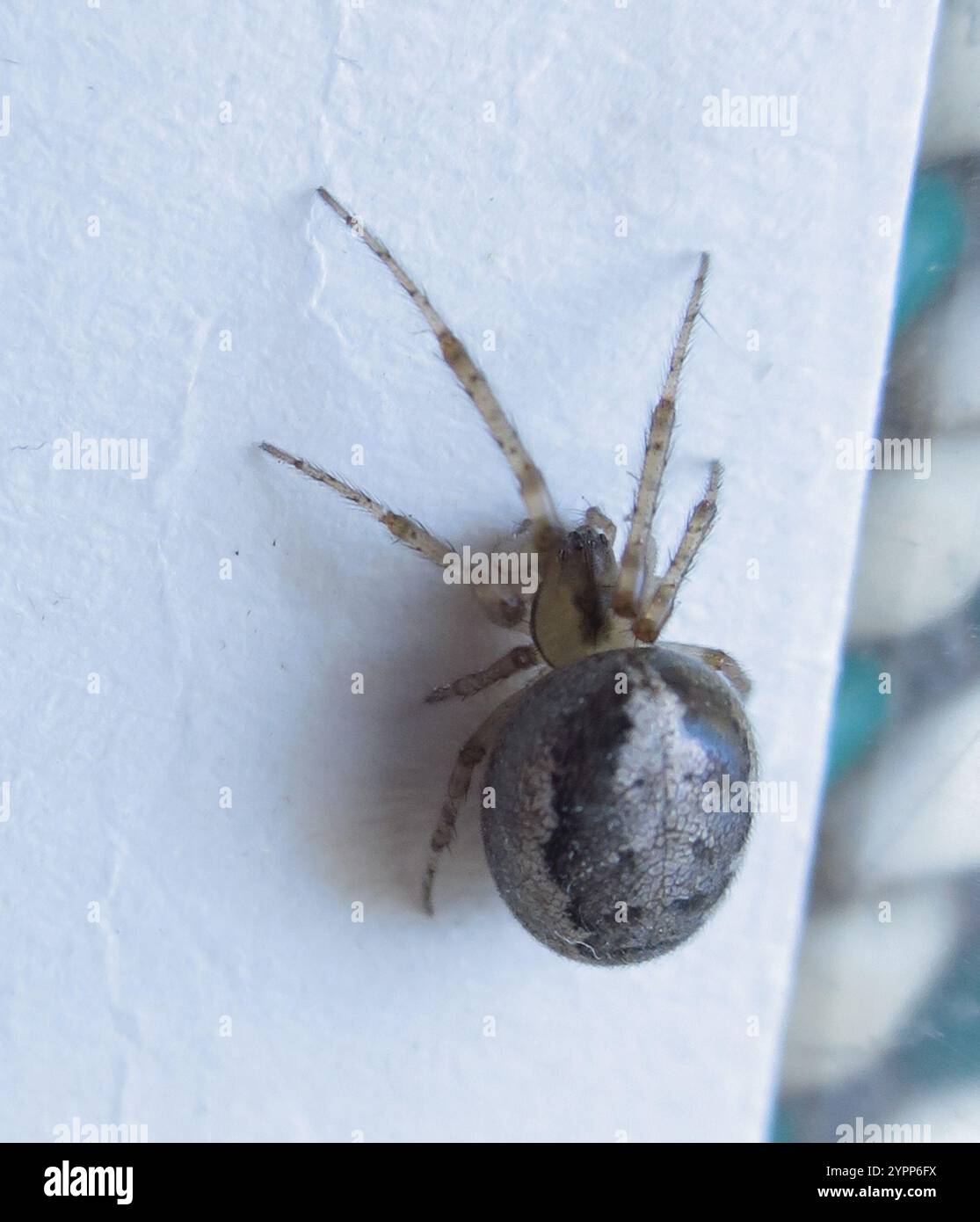 Silver-sided Sector Spider (Zygiella x-notata Stock Photo - Alamy