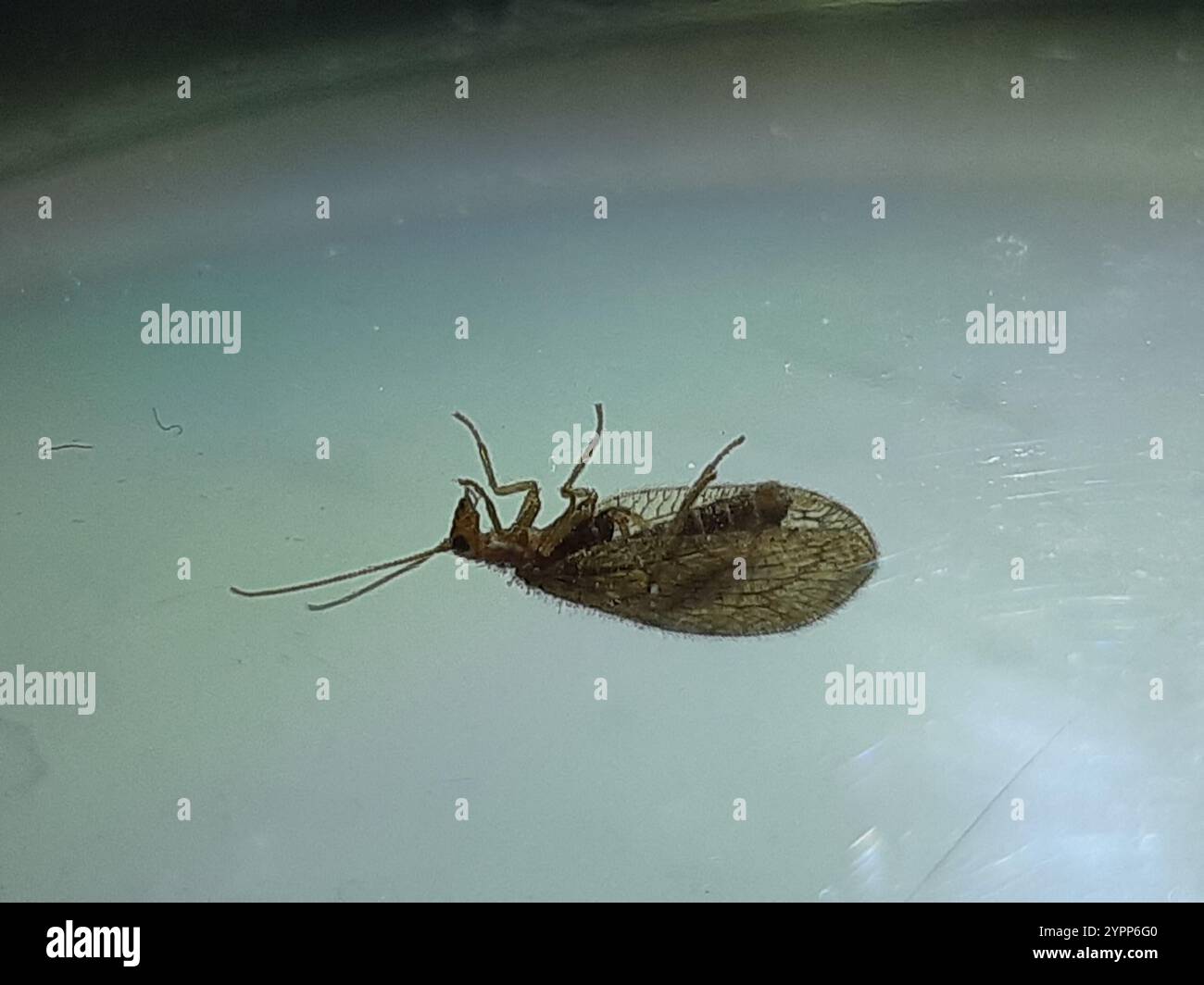 Angular Brunette Lacewing (Micromus angulatus Stock Photo - Alamy
