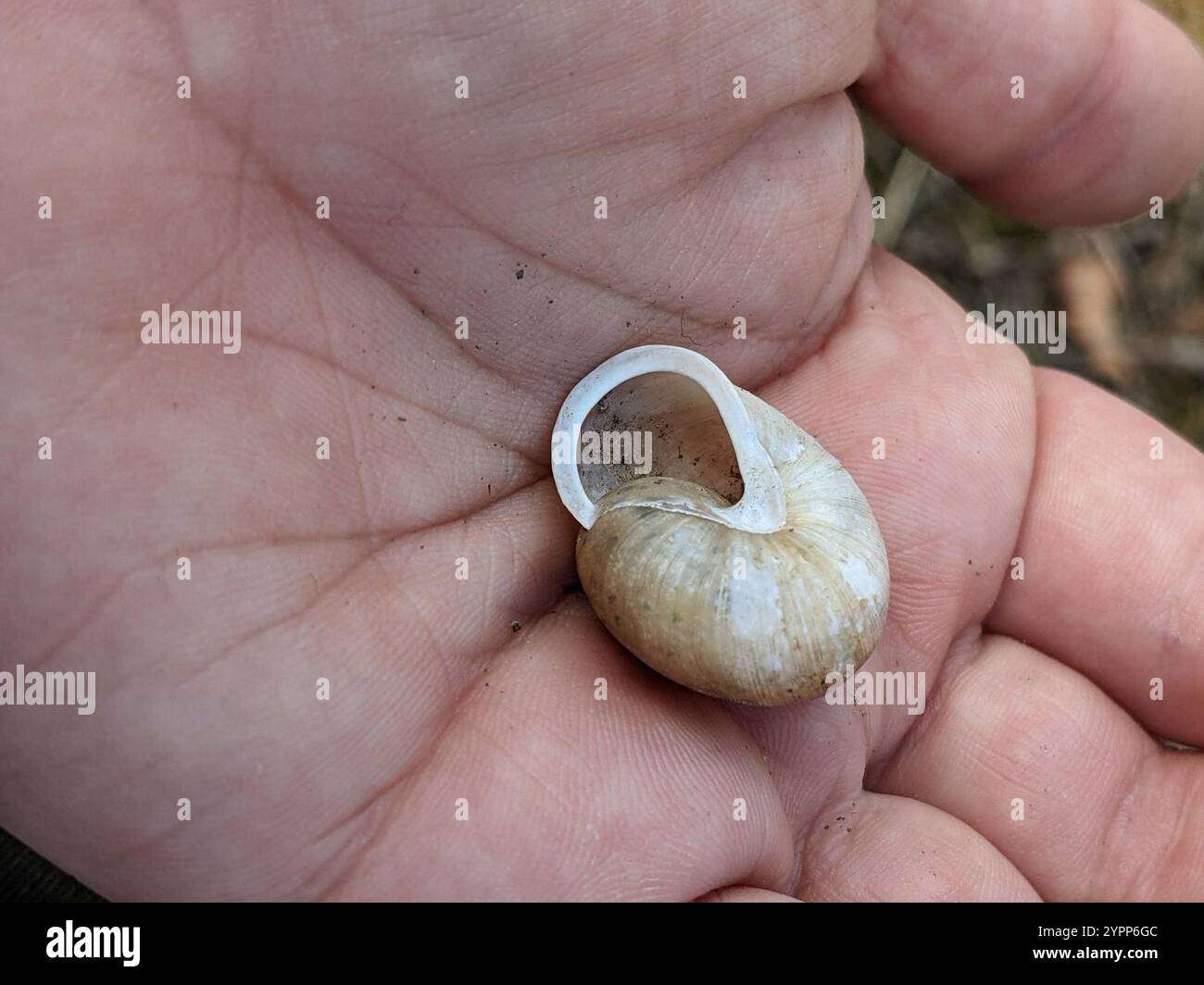 White-lip Globe Snail (Mesodon thyroidus Stock Photo - Alamy