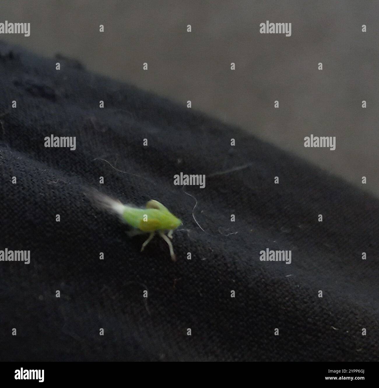 Torpedo Bug (Siphanta acuta Stock Photo - Alamy