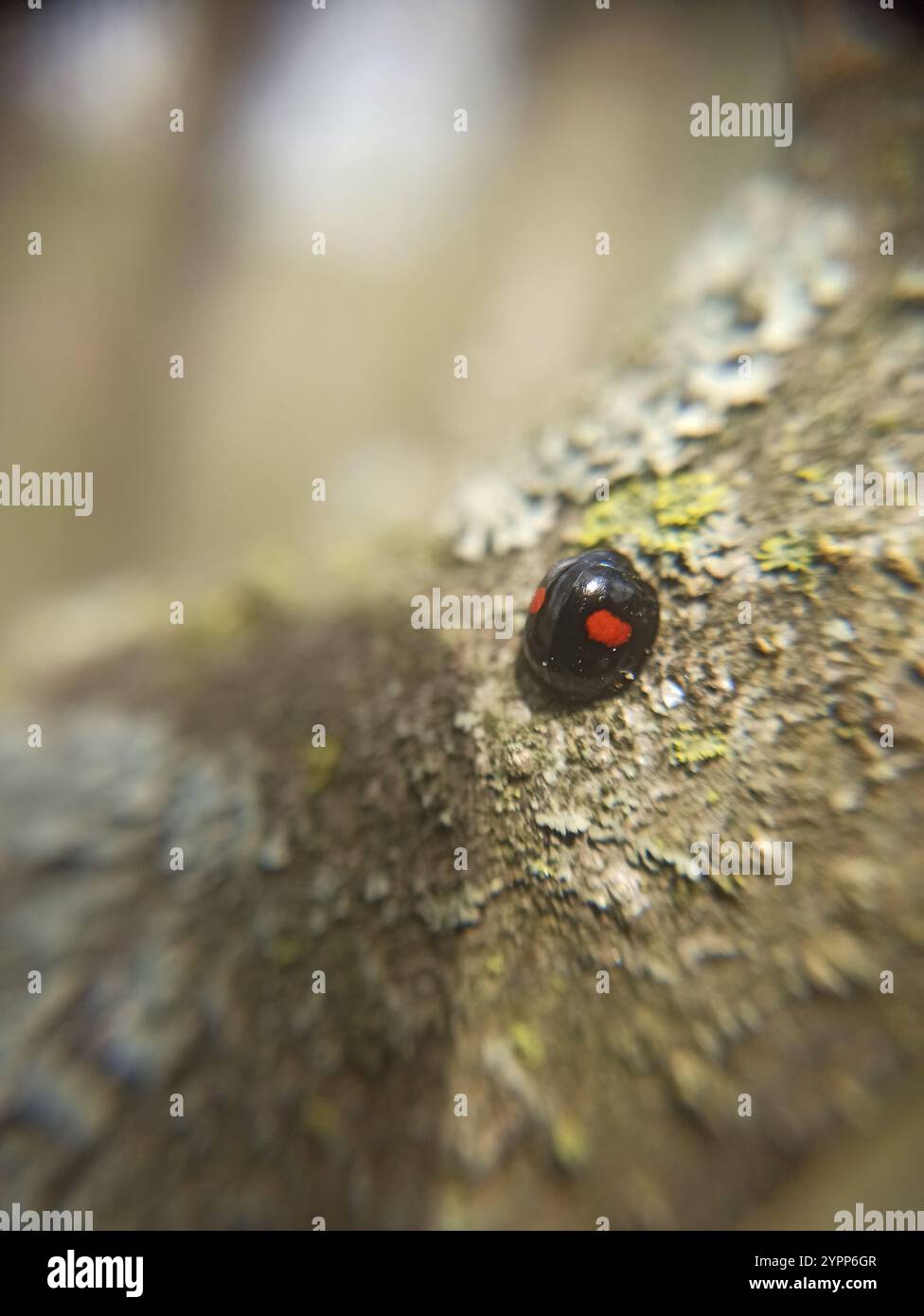 Kidney-spot Ladybird (Chilocorus renipustulatus Stock Photo - Alamy