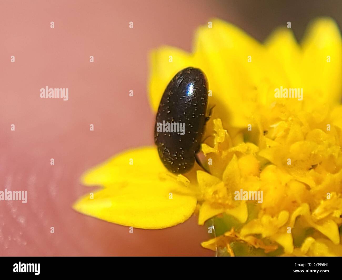 Pollen Beetles (Meligethinae Stock Photo - Alamy