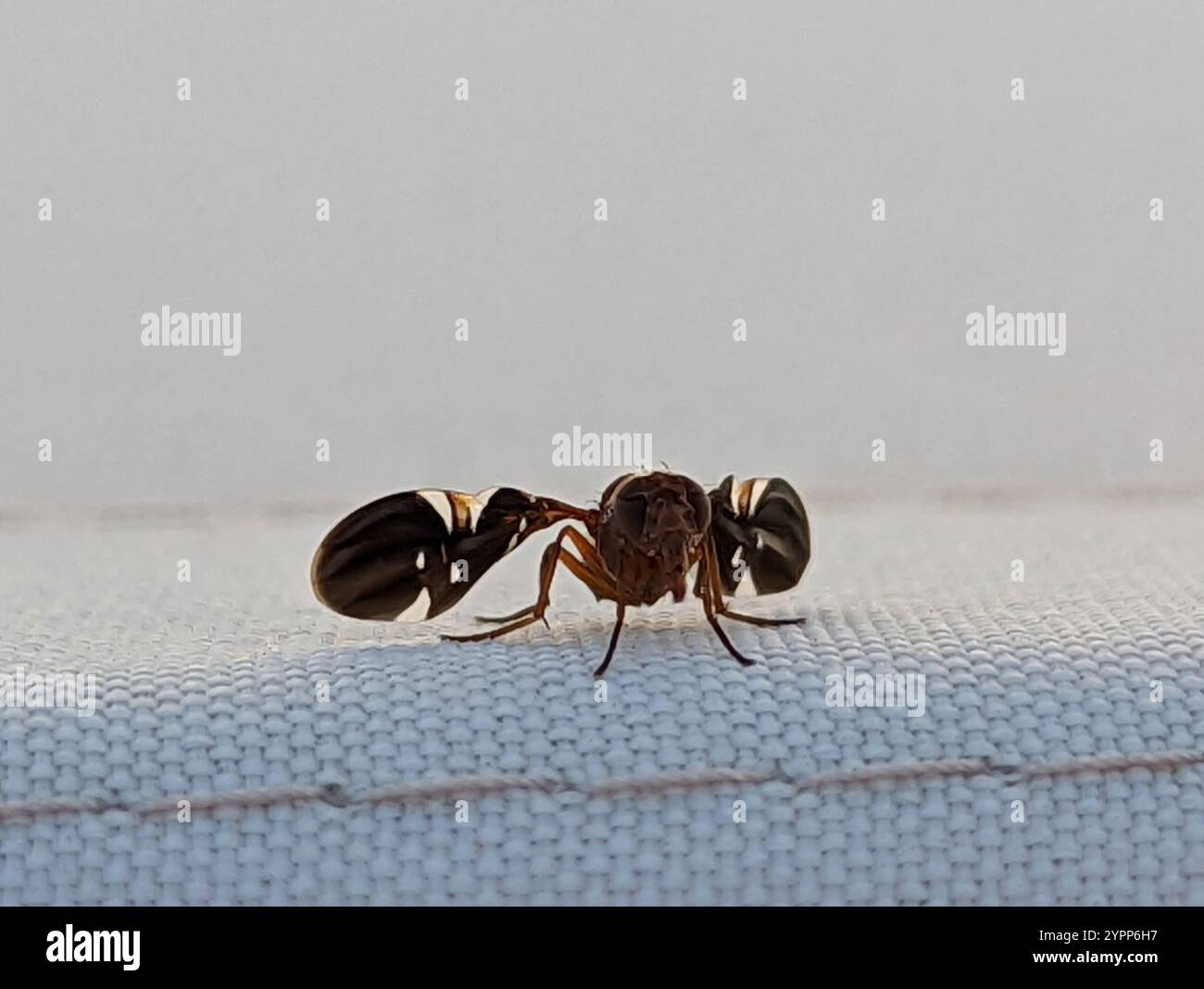 Common Picture-winged Fly (Delphinia picta Stock Photo - Alamy