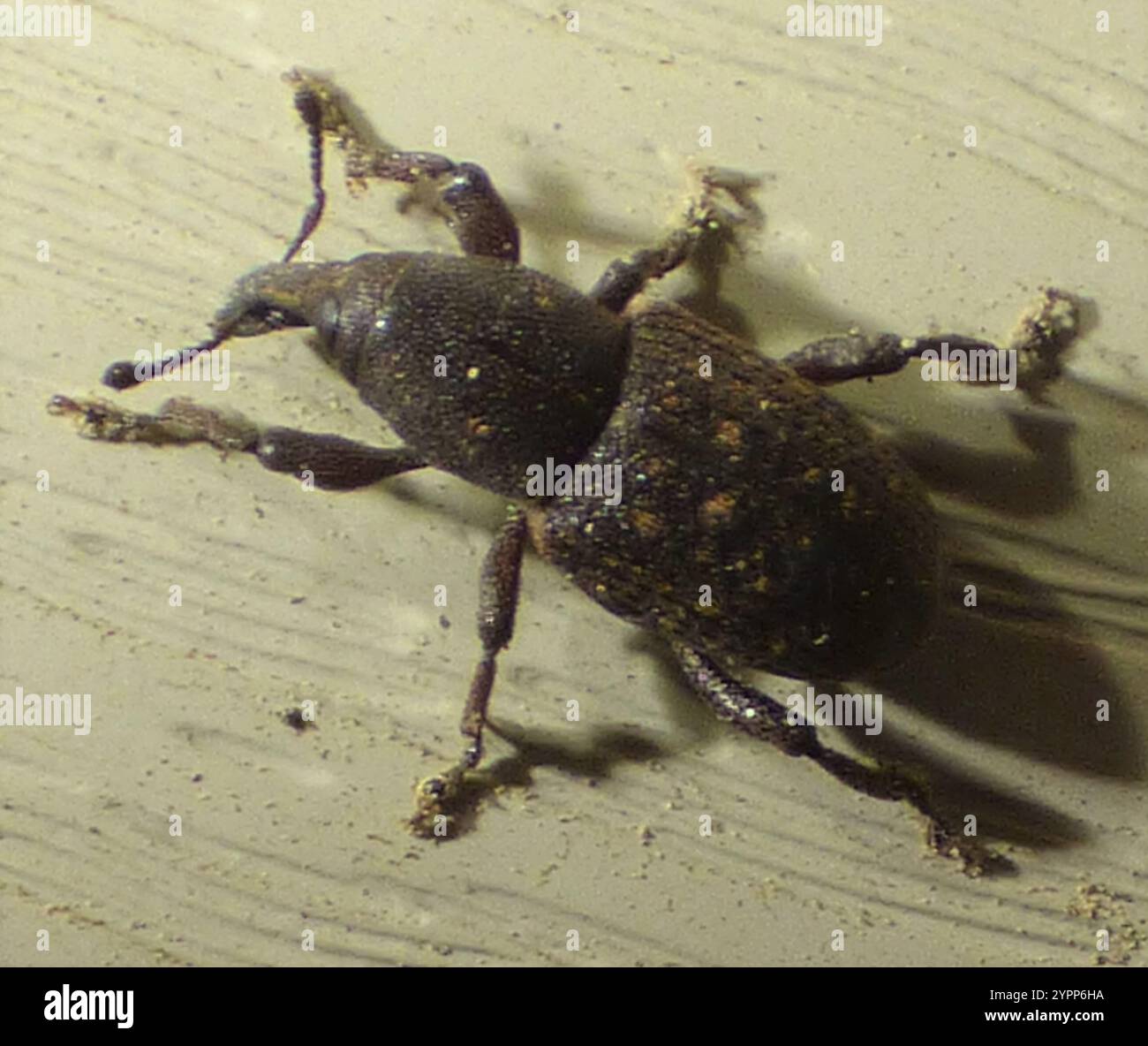 Pitch-eating Weevil (Pachylobius picivorus Stock Photo - Alamy