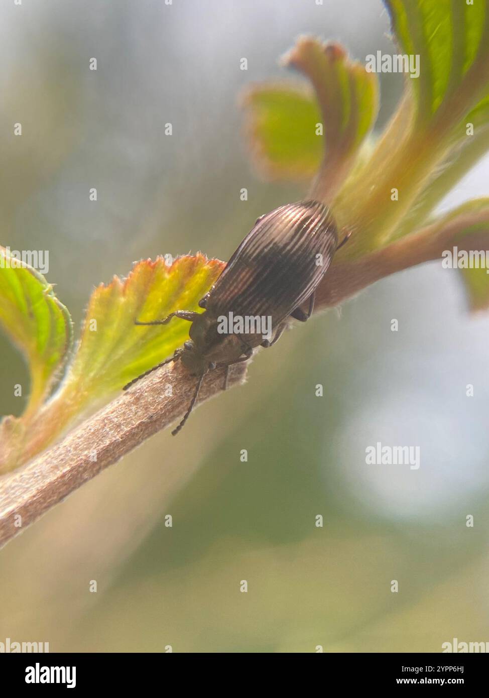 Cucujiform Beetles (Cucujiformia Stock Photo - Alamy