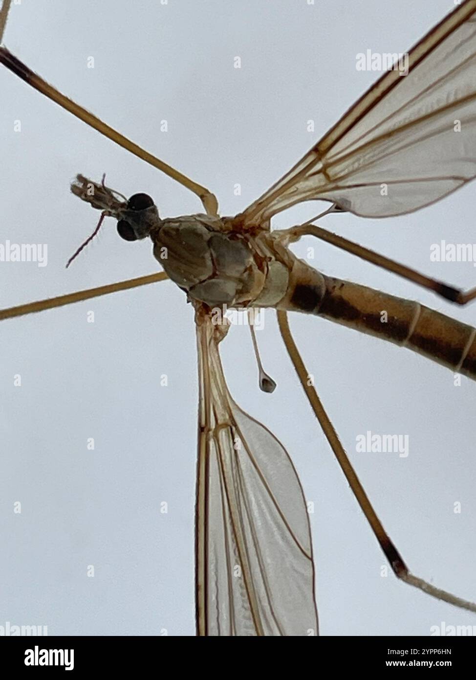 Common Crane Flies (Tipula Stock Photo - Alamy