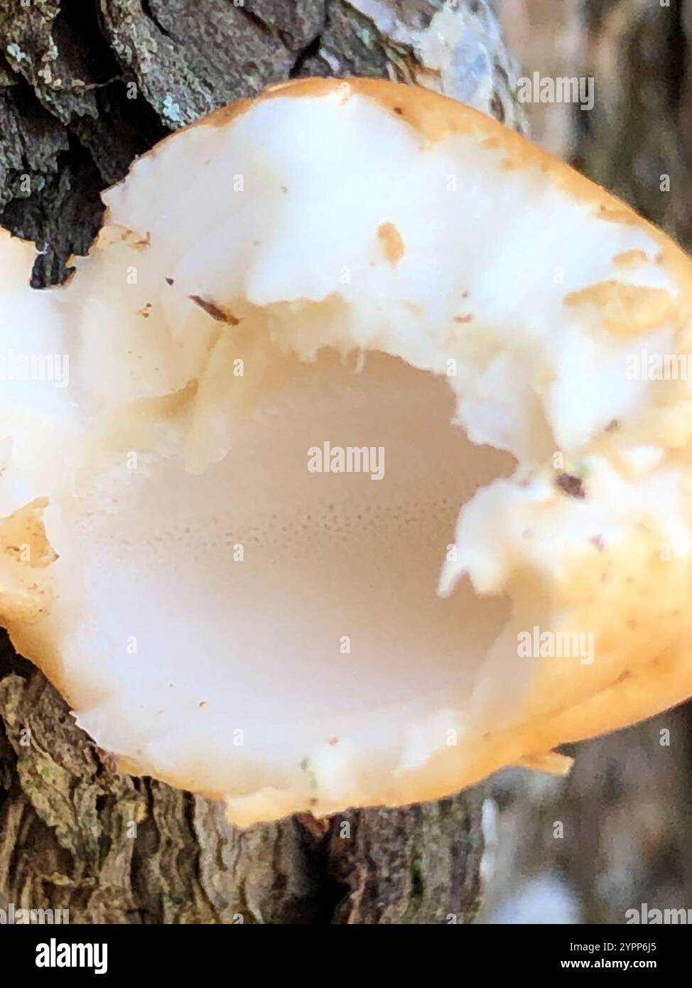 Cryptoporus hi-res stock photography and images - Alamy