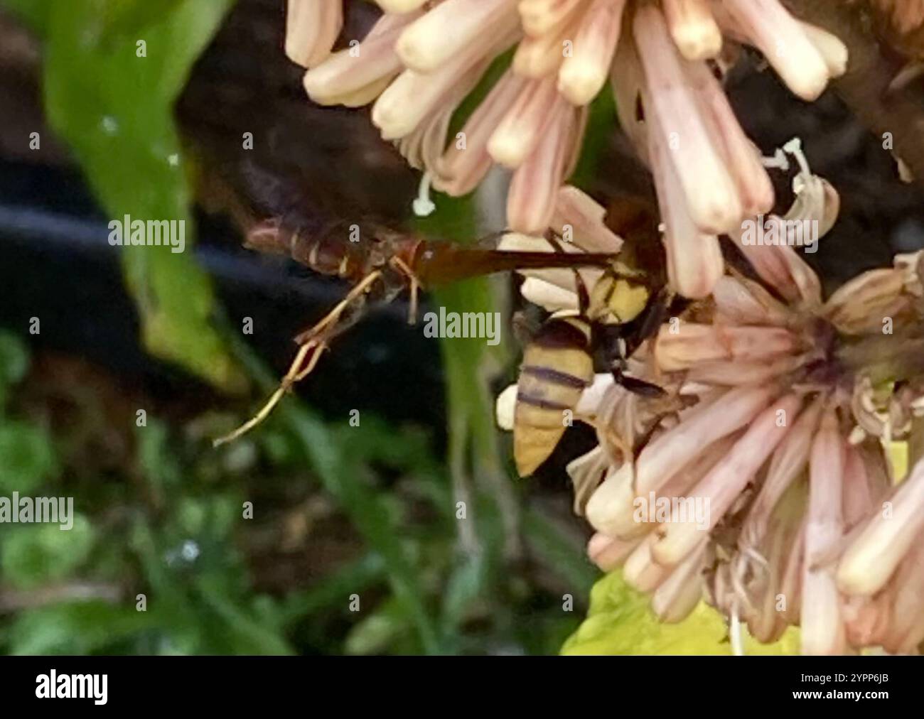Horse Paper Wasp (Polistes major Stock Photo - Alamy
