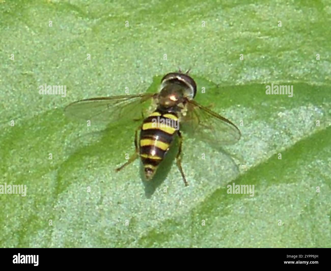 Long-tailed Aphideater Complex (Eupeodes americanus Stock Photo - Alamy