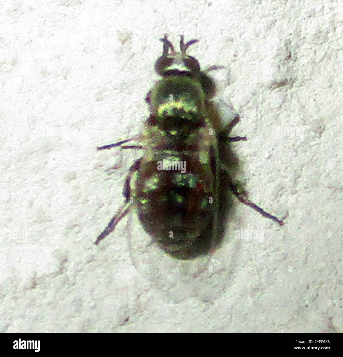 Black Flies (Simuliidae Stock Photo - Alamy