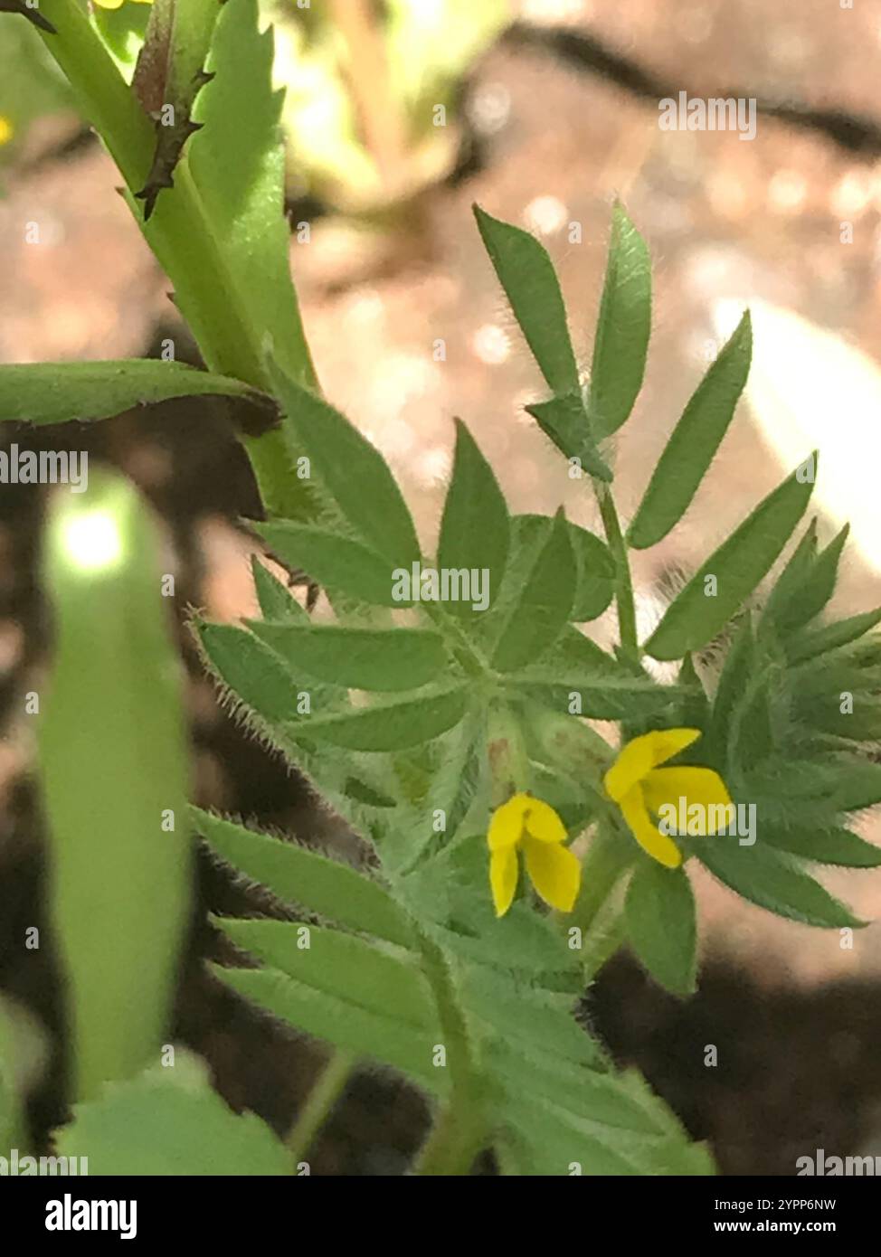 Ornithopus compressus hi-res stock photography and images - Alamy