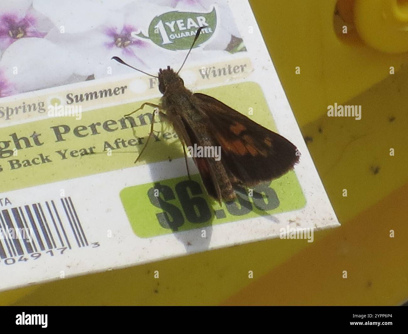 Broad-winged Skipper (Poanes viator Stock Photo - Alamy