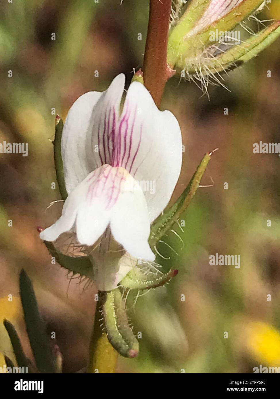 Weasel's-snout (Misopates orontium Stock Photo - Alamy