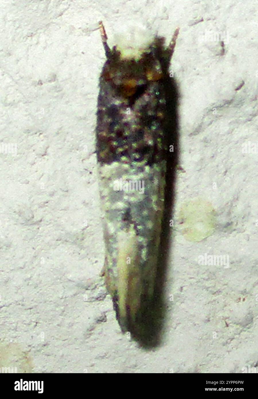 Fungus Moths, Clothes Moths, & Allies (Tineidae Stock Photo - Alamy