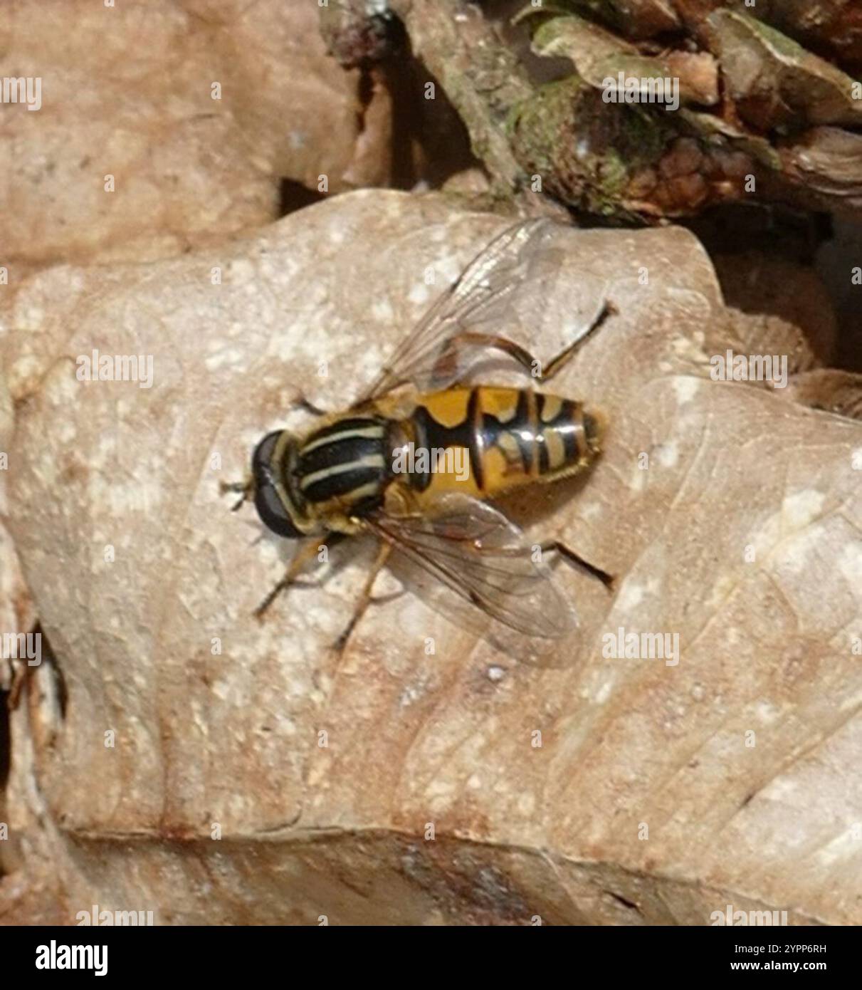 Sun Fly (Helophilus pendulus Stock Photo - Alamy