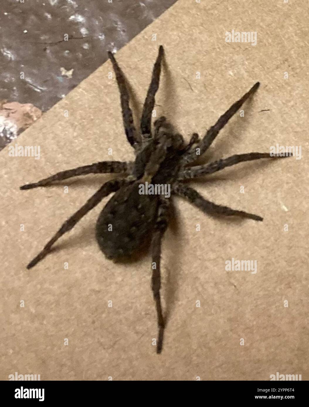 Fox Spiders (Alopecosa Stock Photo - Alamy