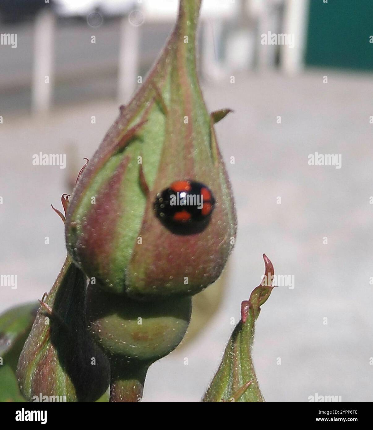 Two-spotted Lady Beetle (Adalia bipunctata Stock Photo - Alamy