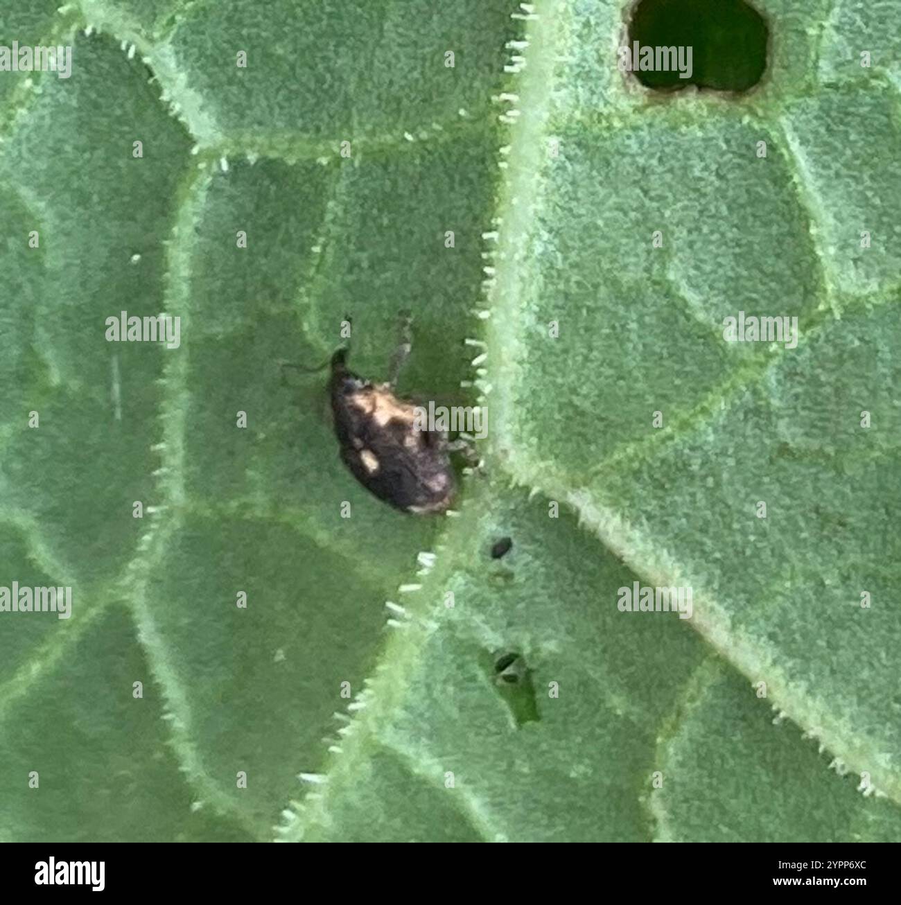 Rhinoncus hi-res stock photography and images - Alamy