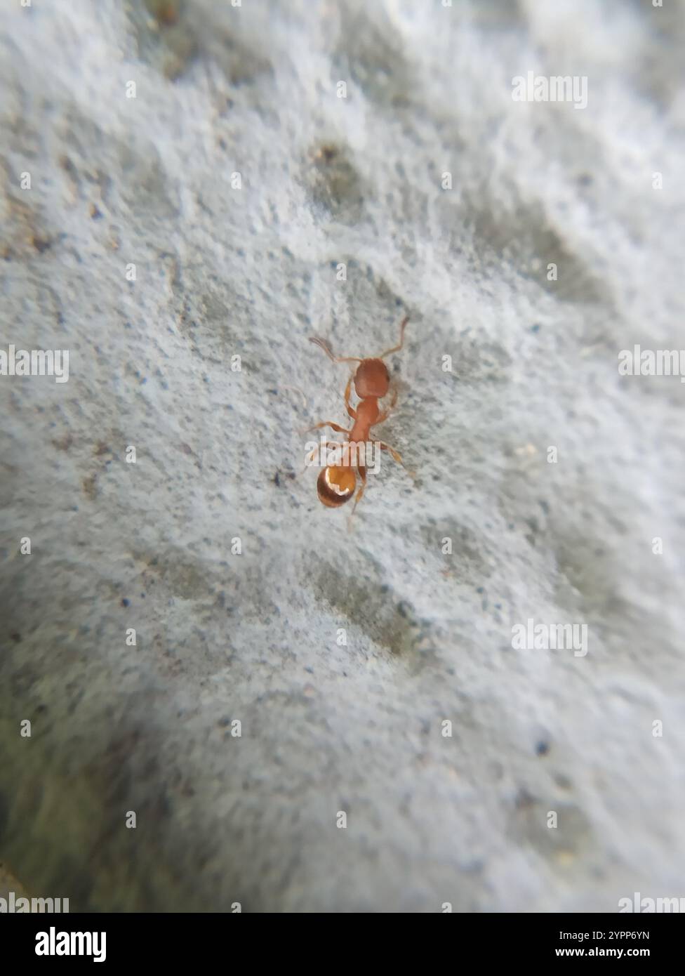 Acorn Ants and Allies (Temnothorax Stock Photo - Alamy