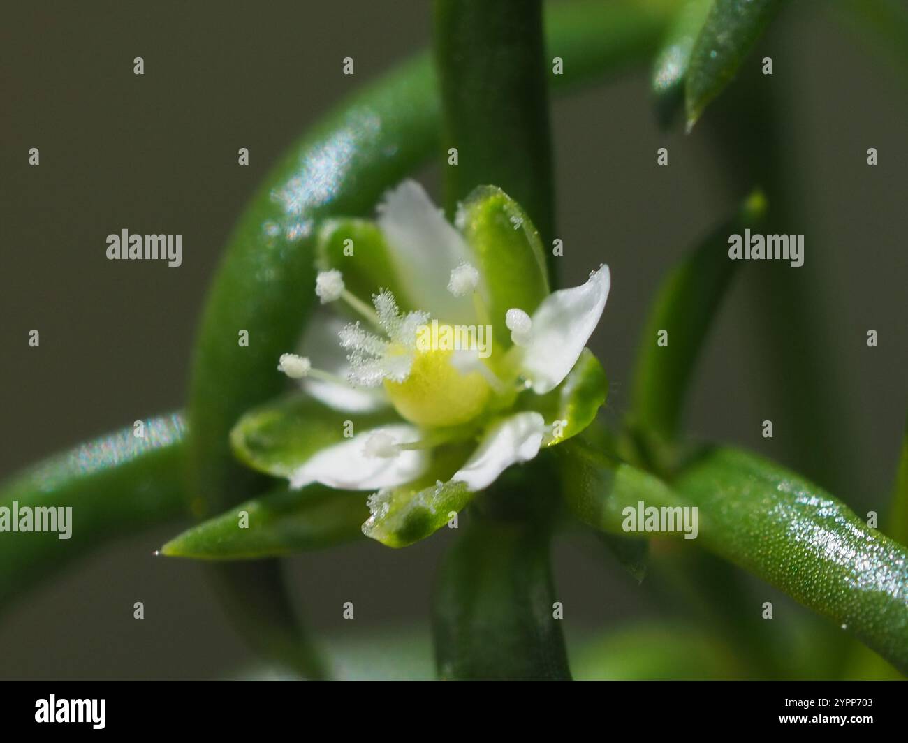 Japanese Pearlwort (Sagina japonica Stock Photo - Alamy