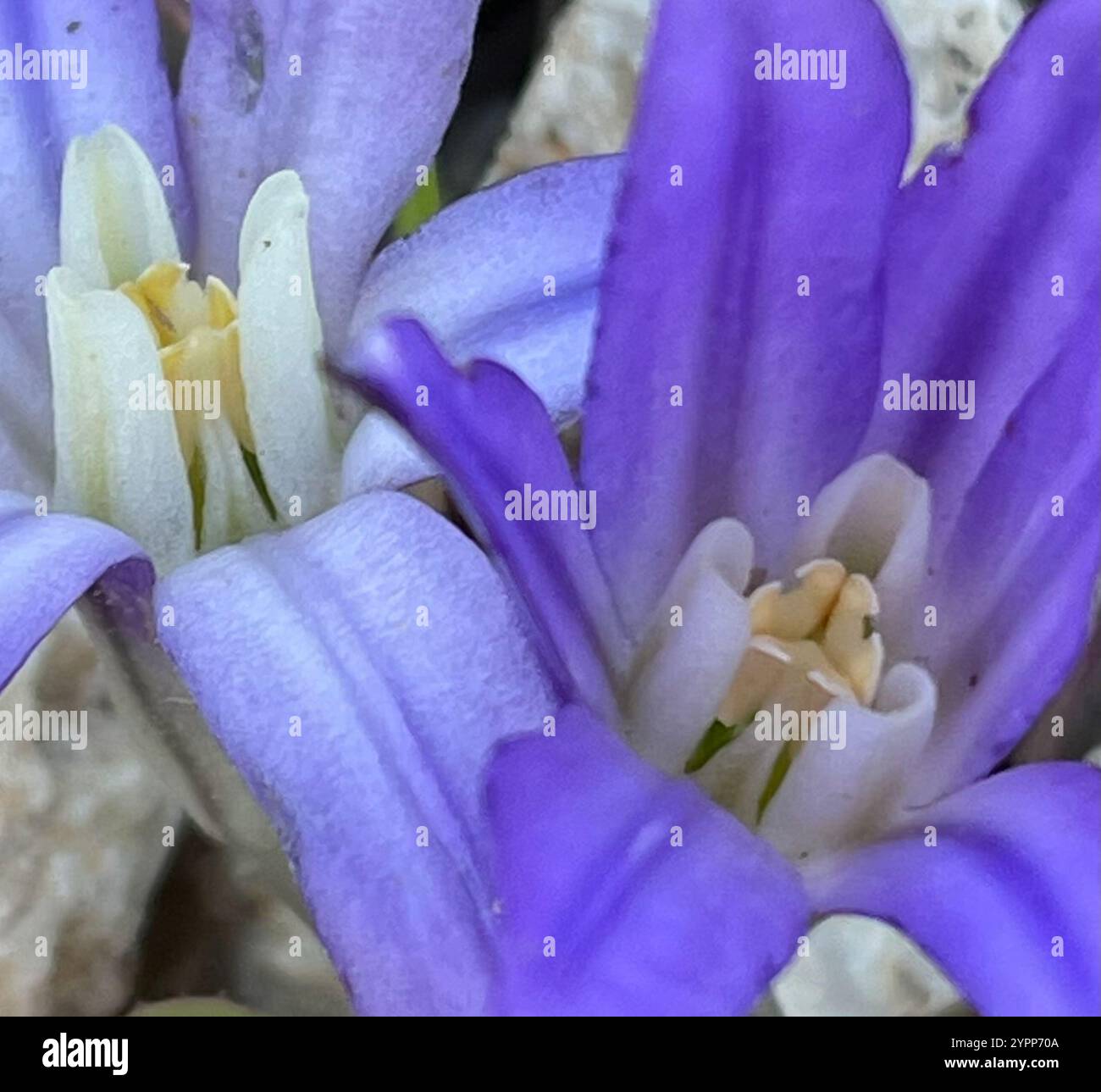 Dwarf Brodiaea (Brodiaea terrestris Stock Photo - Alamy