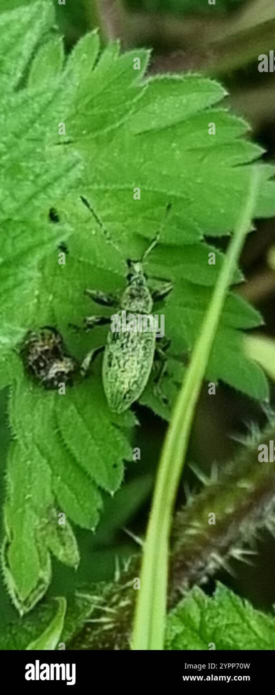 Nettle weevil (Phyllobius pomaceus Stock Photo - Alamy