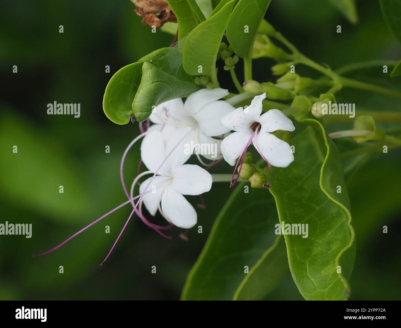 scrambling clerodendrum (Volkameria inermis Stock Photo - Alamy