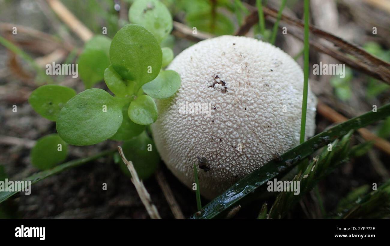 Meadow Puffball (Lycoperdon pratense Stock Photo - Alamy